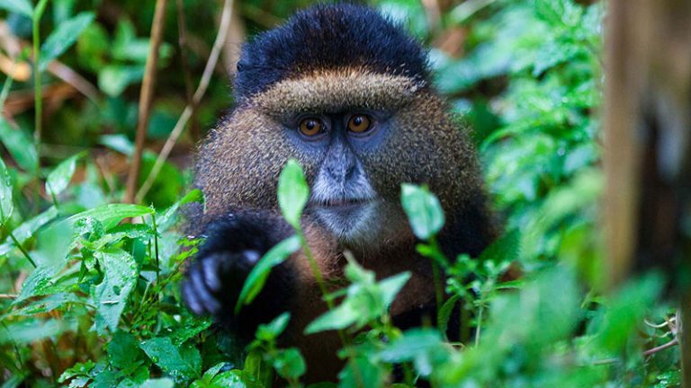 Golden Monkey Trekking at Volcanoes National Park Rwanda